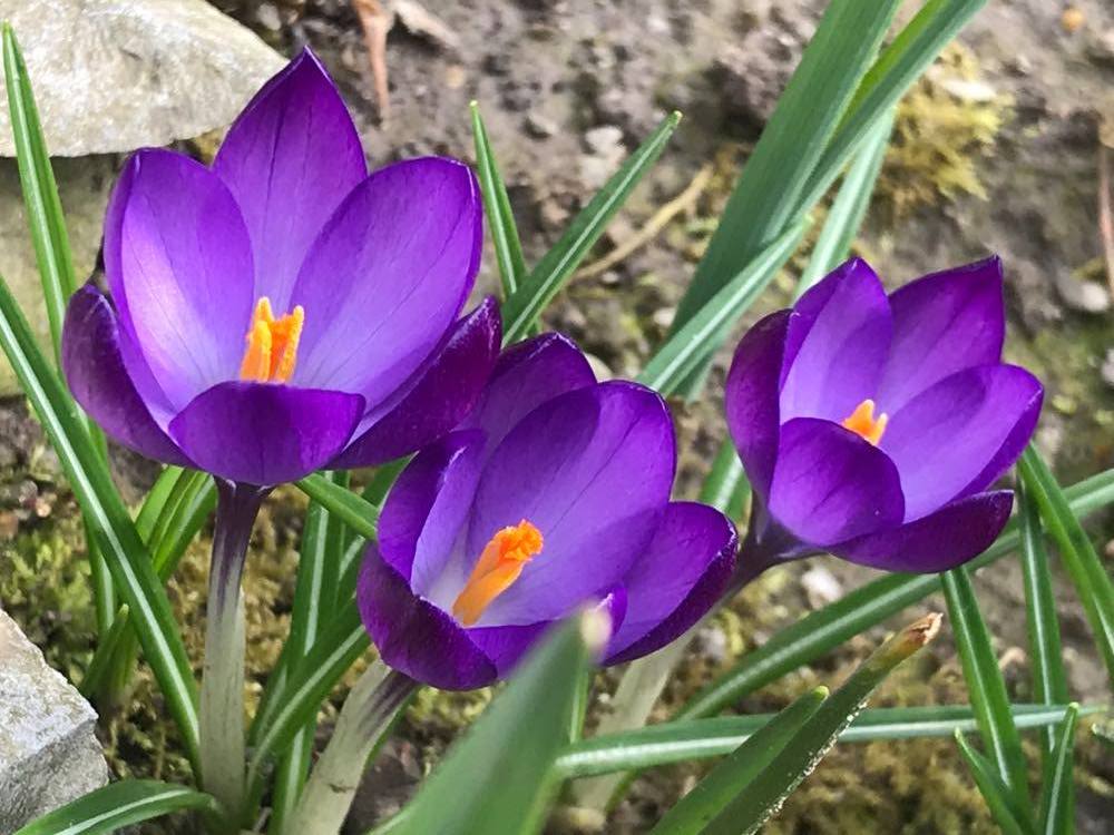 Time in the garden: Branduse 2021