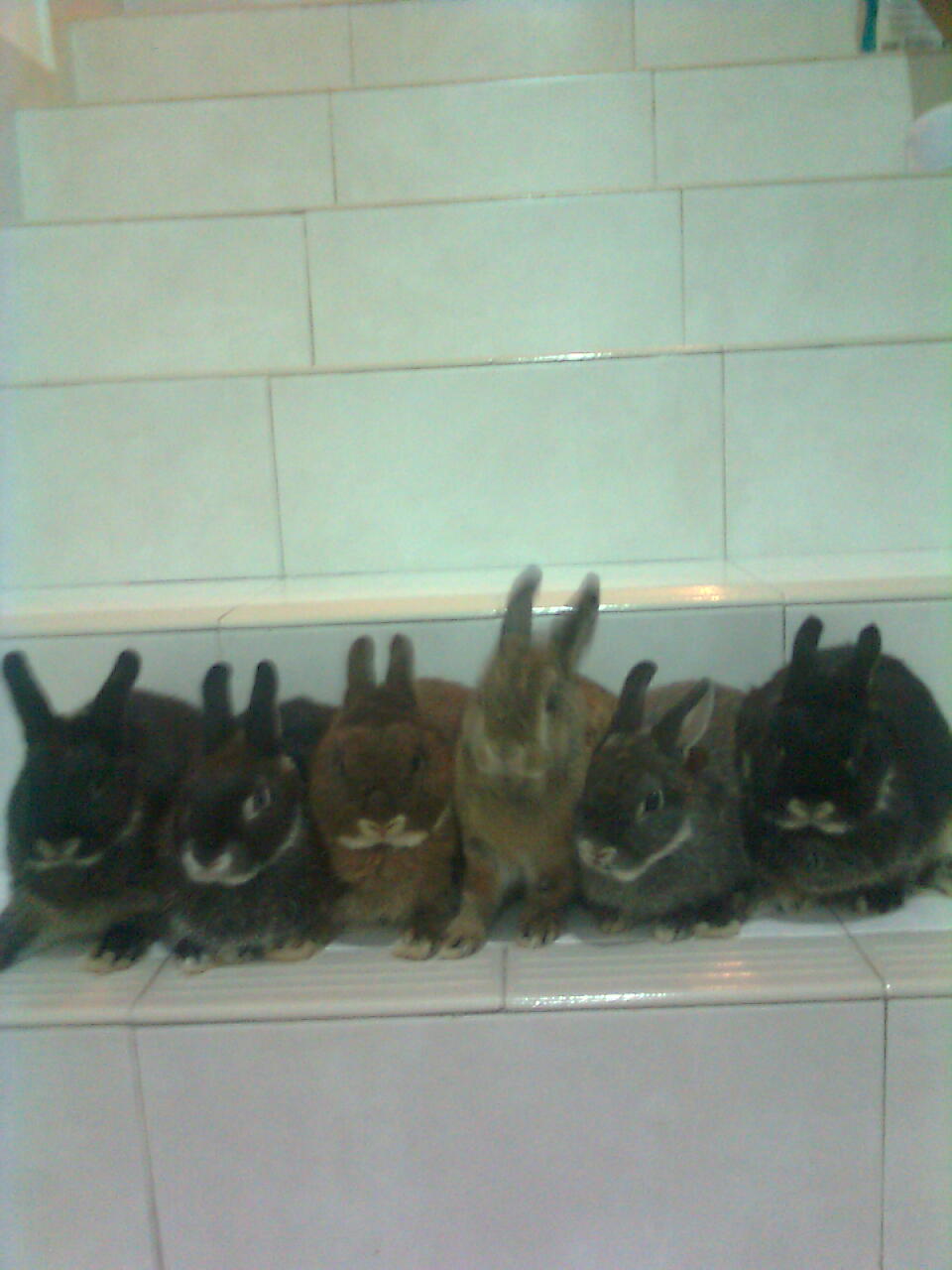 RS Collection: Rabbit Mating