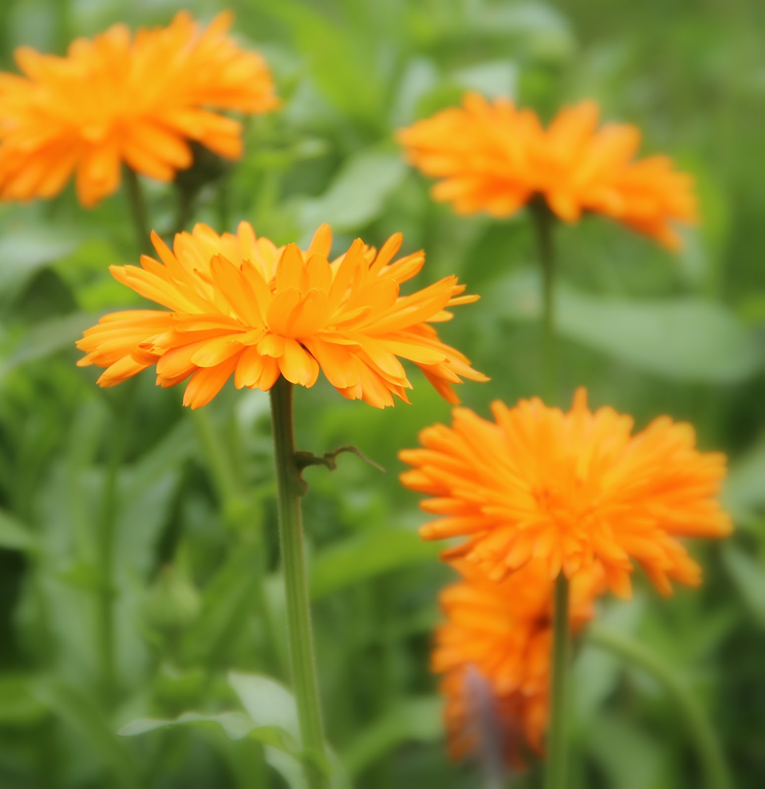 Medetka /Calendula officinalis/