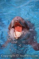 Arrest Info: WHOLPHIN - Hybrid of Whale and Dolphin