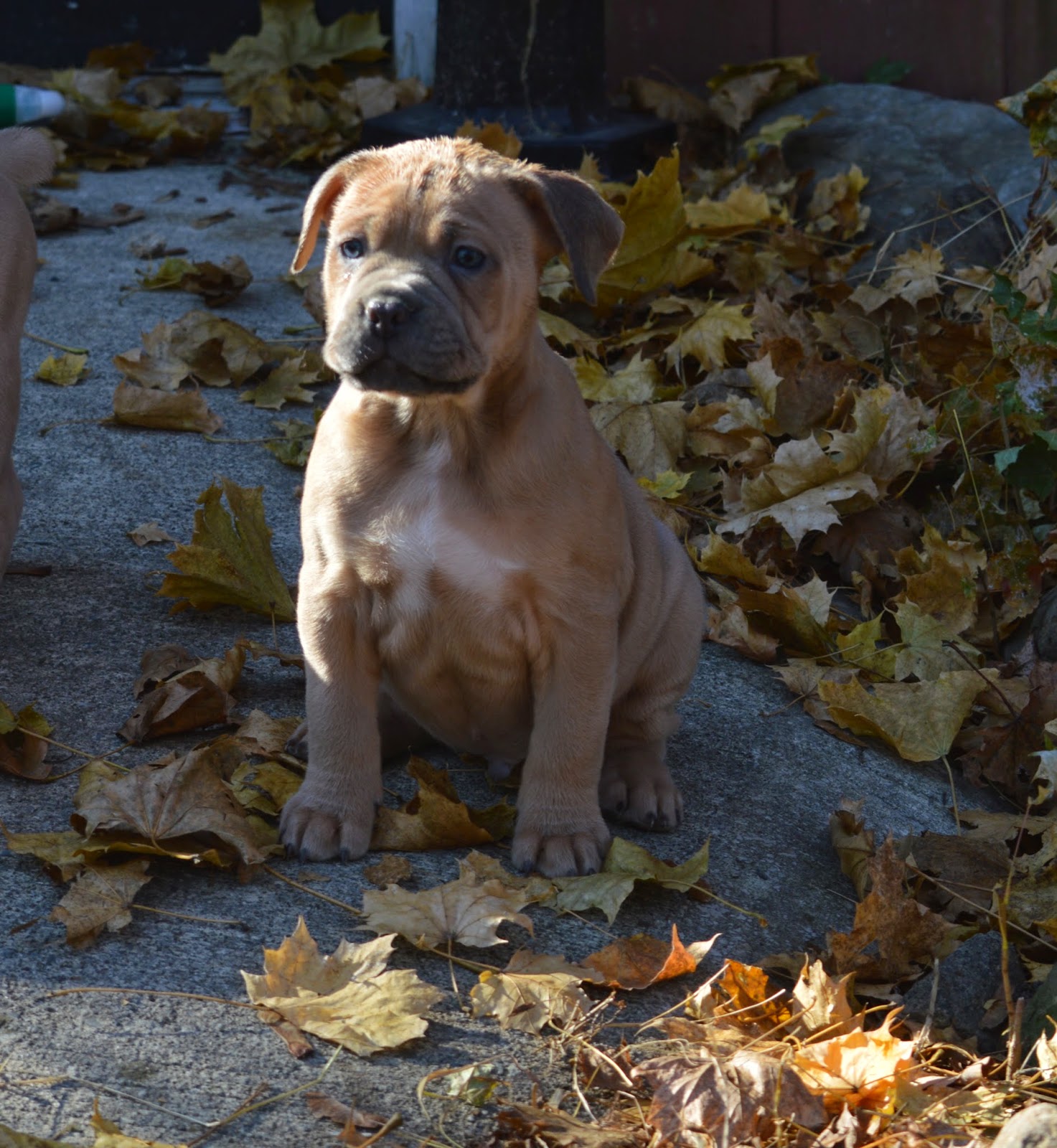 C.C. Platinum Cane Corso.: Ccplatinums Lady gaga and blue stone mac ...