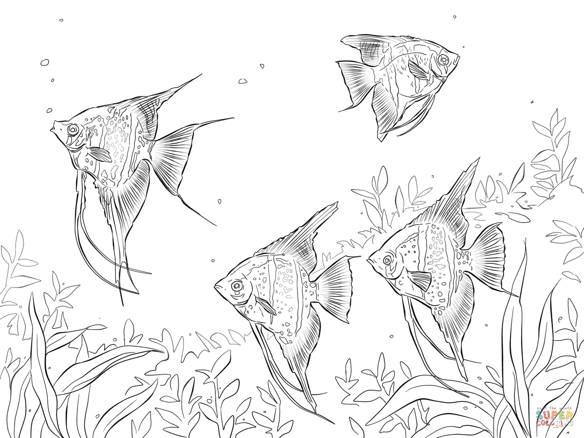 Freshwater Fish Coloring Pages - Coloring Pages