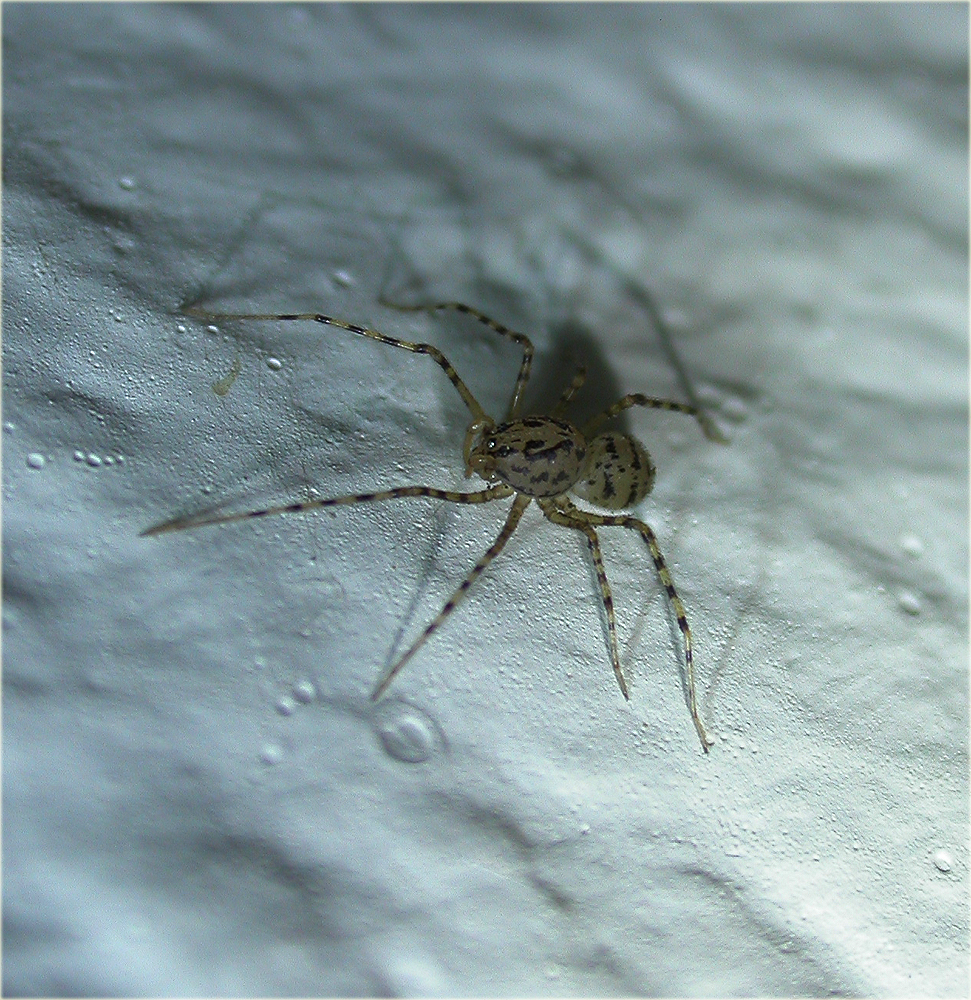 Arachnerds: Spitting Spider - Scytodes thoracica