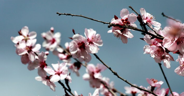 Photographis: Floriile - PALM SUNDAY