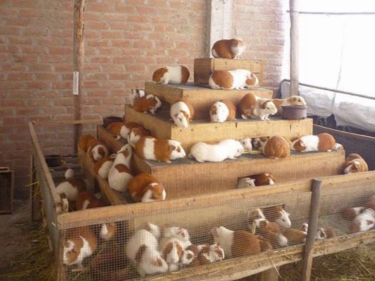 Granja Cobaya peru, CUYES PERU, VENTA DE CUYES, CUYES RAZAS PERU, CUYES ...