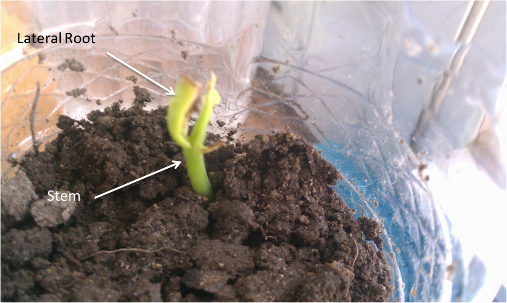 My Cute Baby Plants: Young Plant Structure and Function
