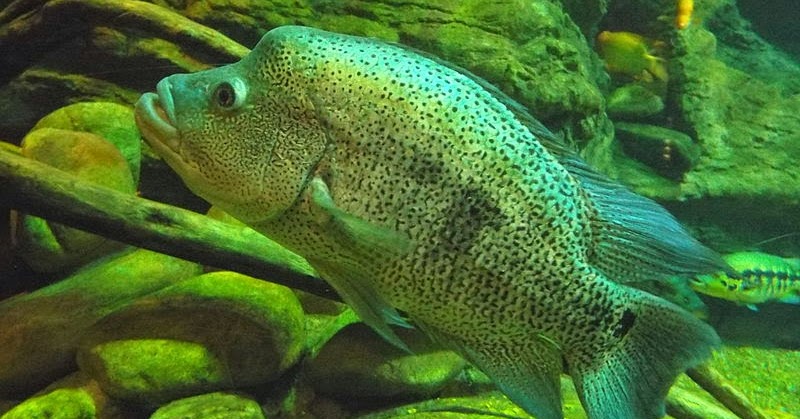 Wolf Cichlid (Parachromis dovii)