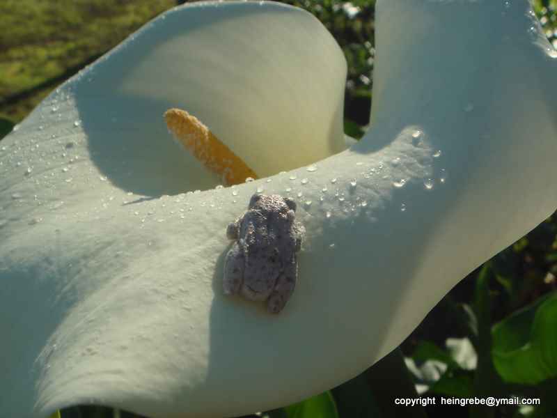 Sharing flower bulb information: Frogs and Arum lilies
