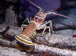 Flavors of Brazil: SEAFOOD OF BRAZIL - Spiny Lobster (Lagosta)