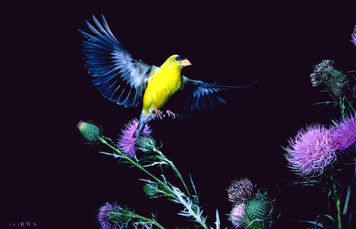 Flora's Post(e): 2014