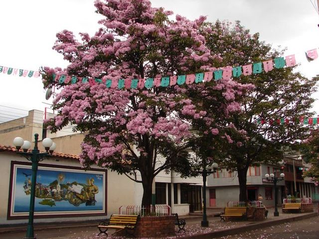 VERSOS AL VUELO: FLORECIERON LOS OCOBOS...