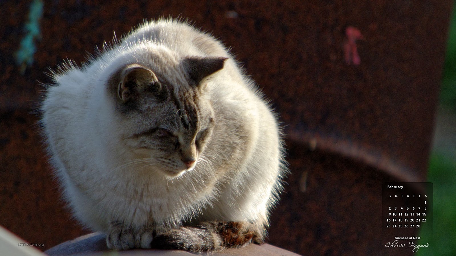 February Desktop Wallpaper Cat: Siamese at Rest