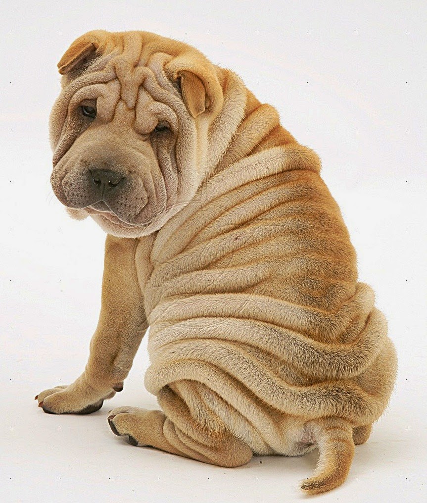 Cuidados básicos del Shar Pei | WIKI PERROS