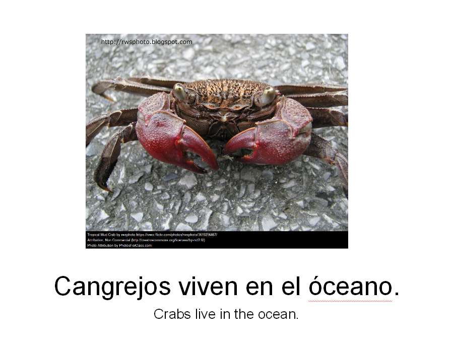 Chapel Hill Snippets: What Lives in the Ocean?--Spanish version ...