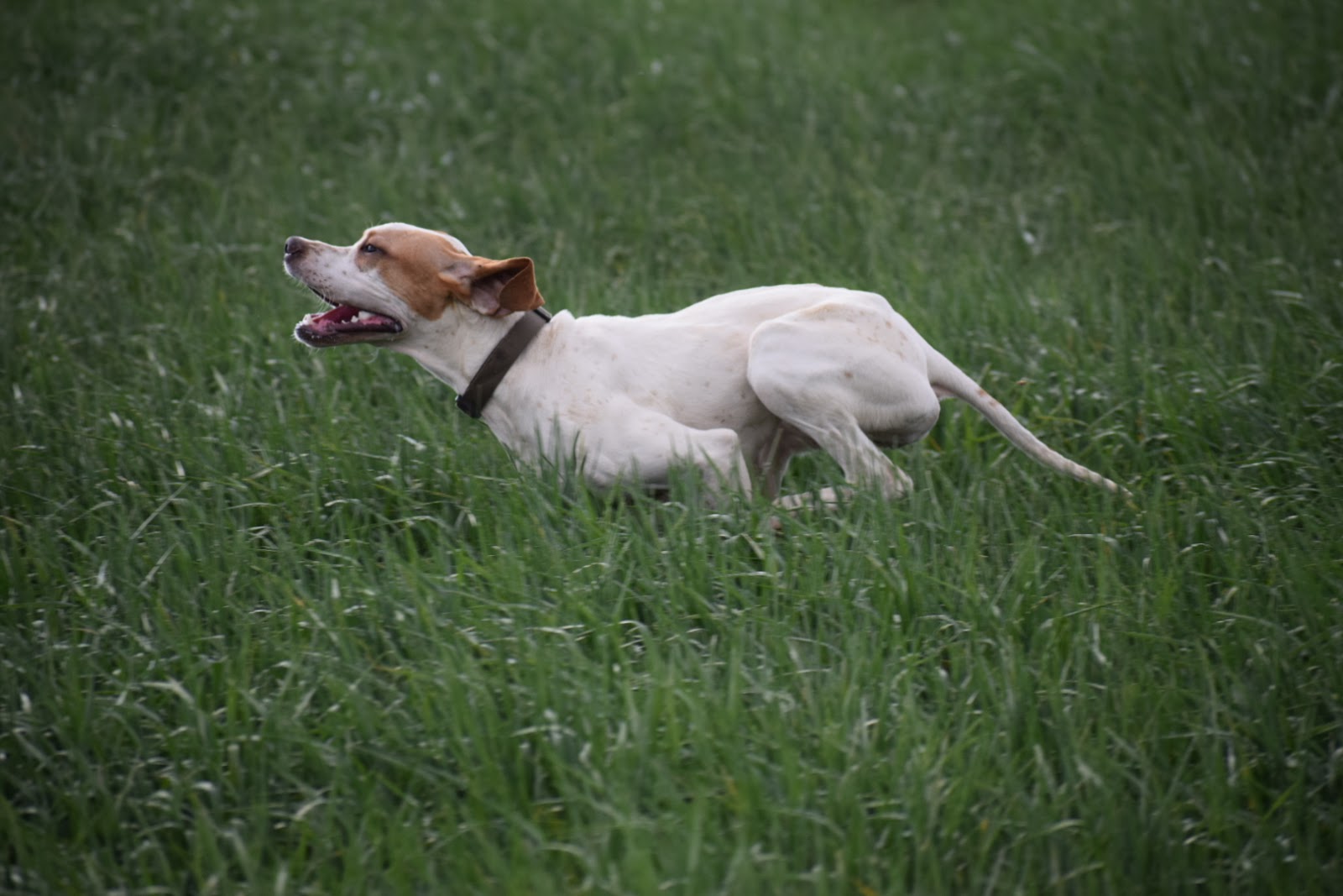 POINTER D'ALBENSE: HEMBRAS