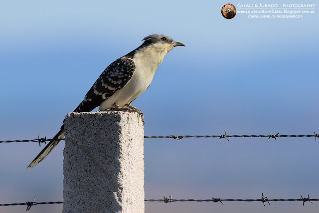 CRÒNIQUES NATURALISTES: FOTOS D'ALTRES GRUPS D'AUS