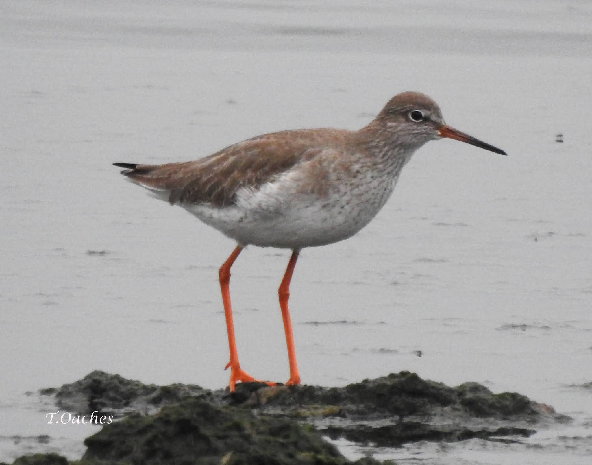 PASARI DIN ROMANIA: FLUIERAR CU PICIOARE ROSII, Tringa totanus
