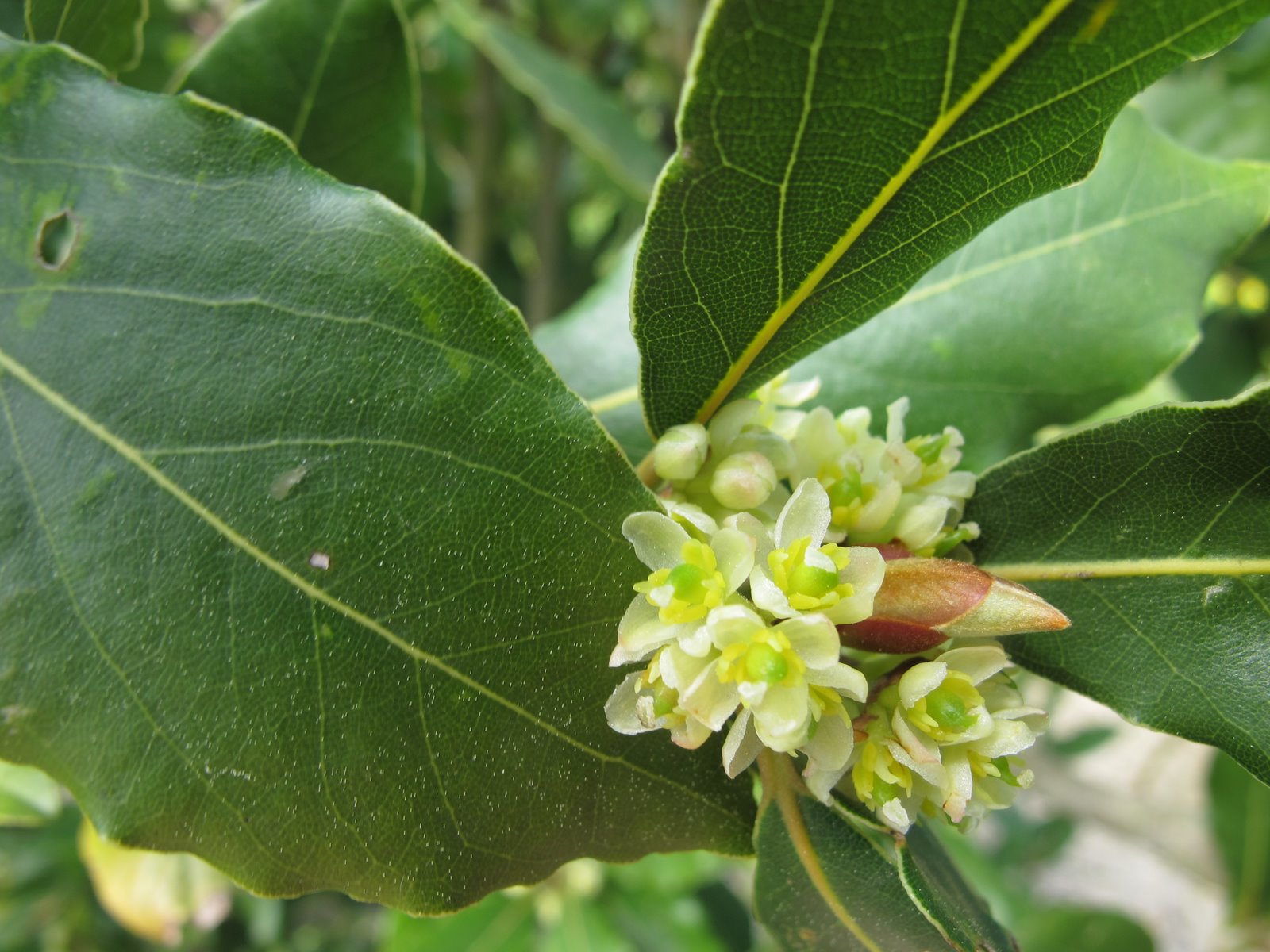 FLORA NEL SALENTO e.. anche altrove: Laurus nobilis L. - Lauraceae ...