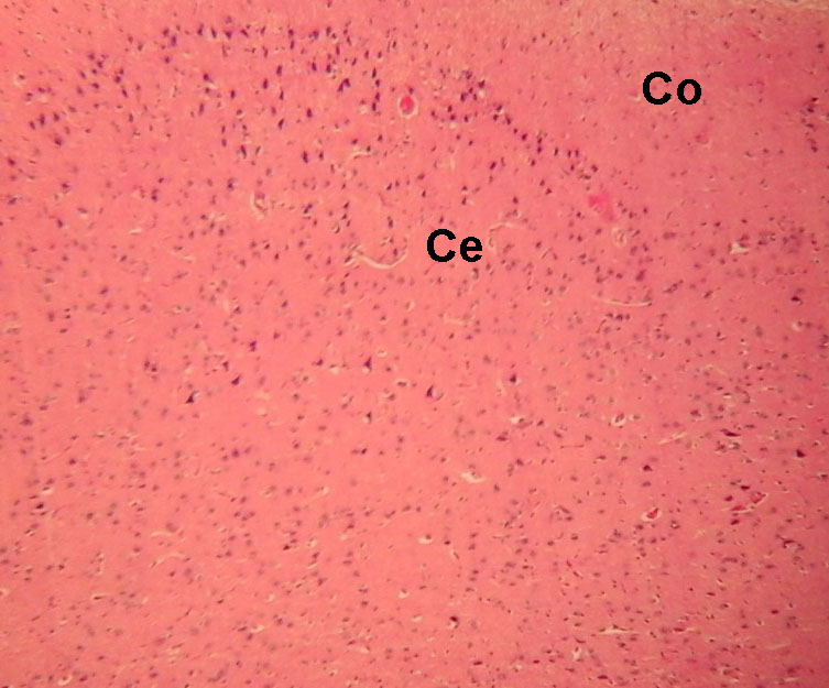 Manual interactivo de morfología celular: Morfología de células ...