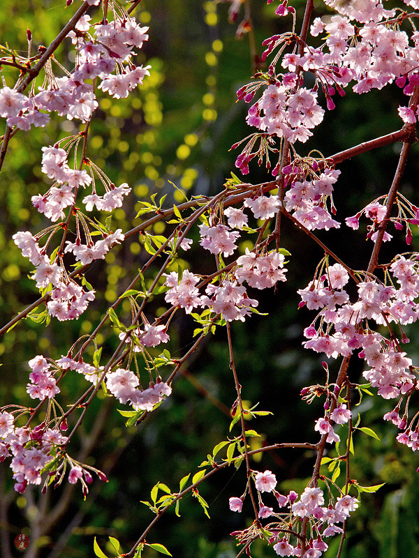 FROM THE GARDEN OF ZEN: April 2011