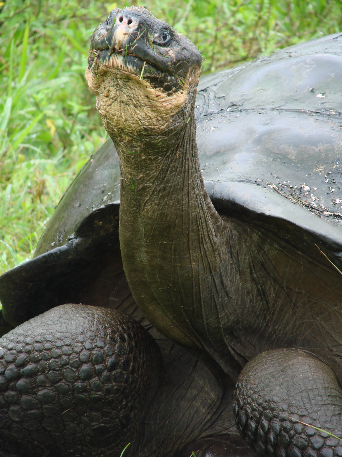 My Peruvian experience: Huge tortoises!