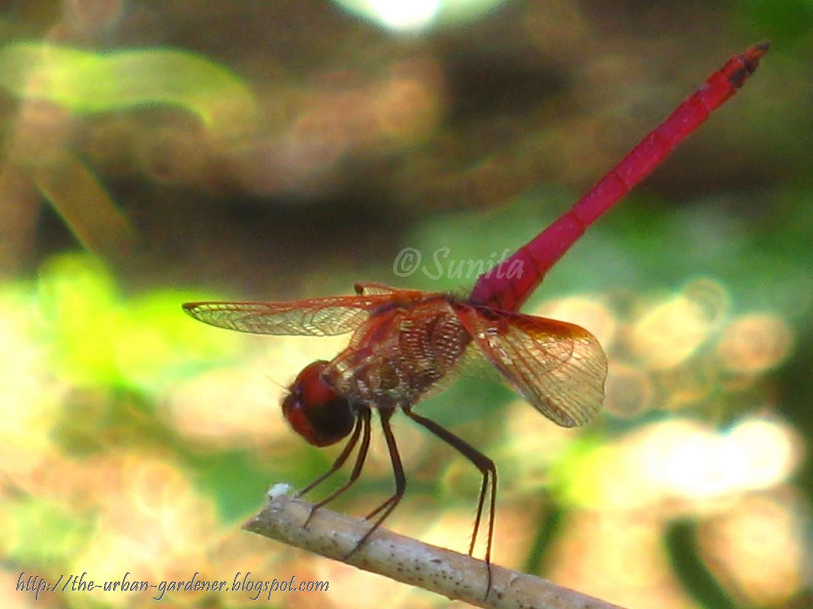 The Urban Gardener: Rush hour in the garden