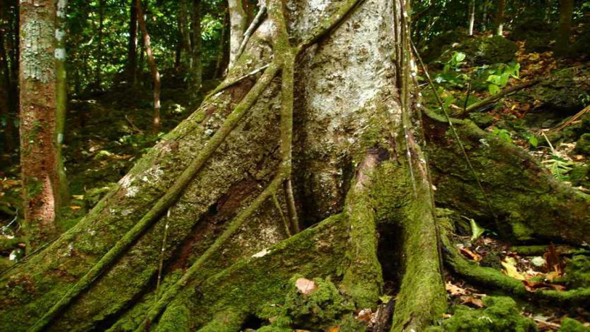 16+ Top Inspirasi Pohon Merbau