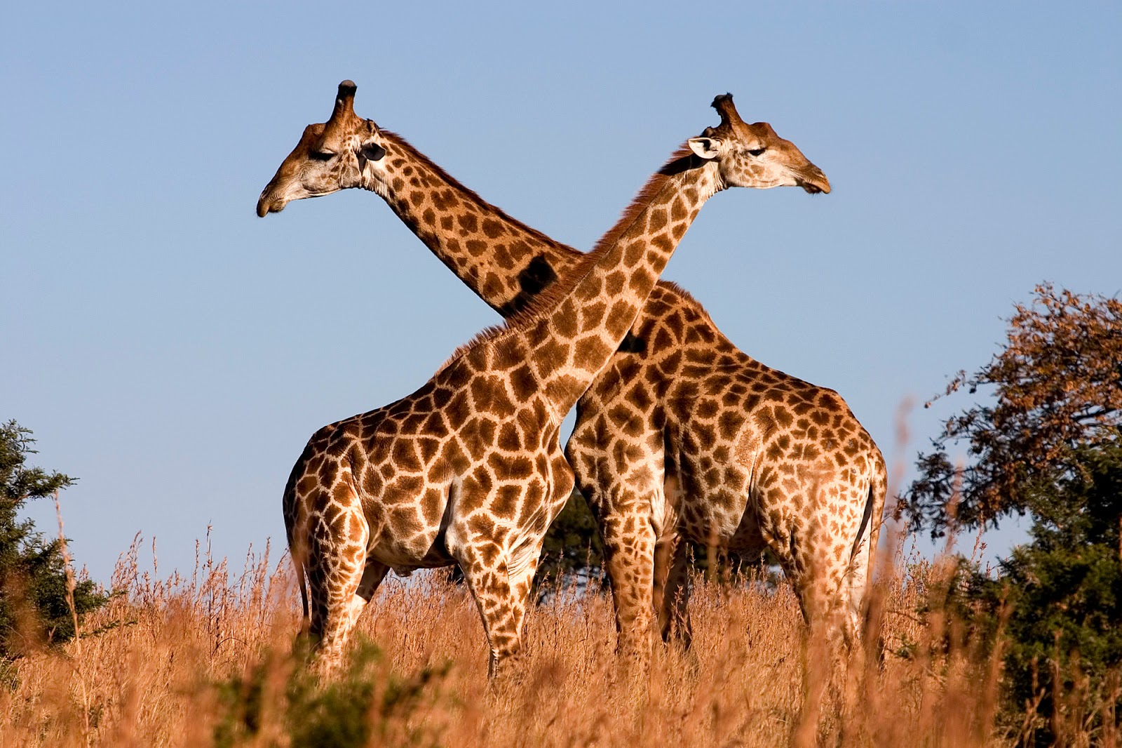 Giraffe Animal | Latest Facts & Pictures | All Wildlife Photographs