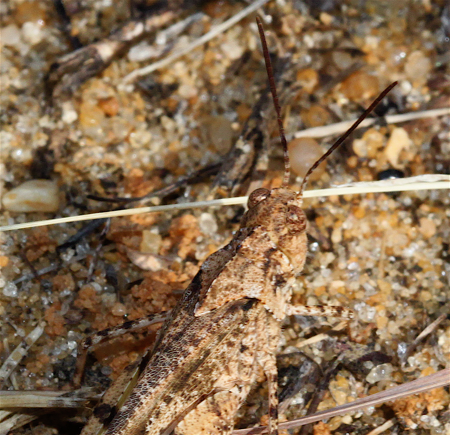 Sweating the Small Stuff: The high mathematics of grasshopper ...