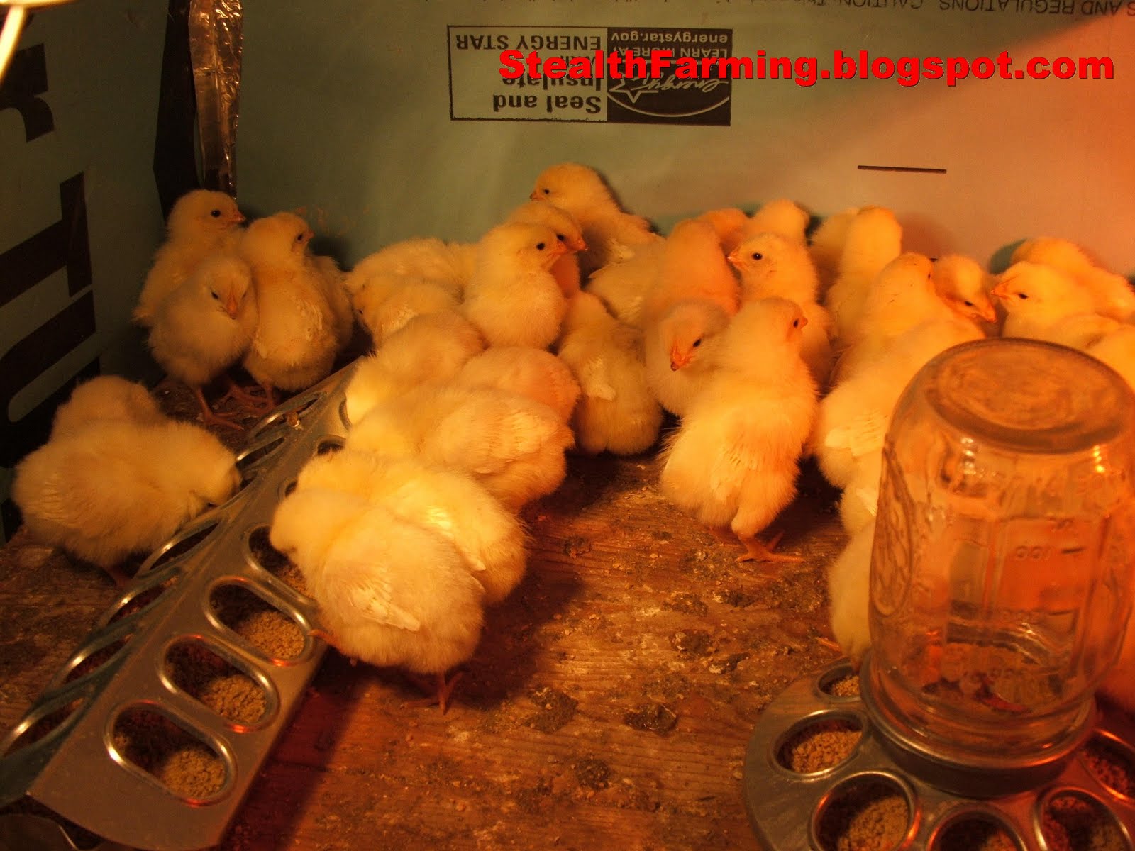 Stealth Farming: Chickens: Boo Boo Chicken