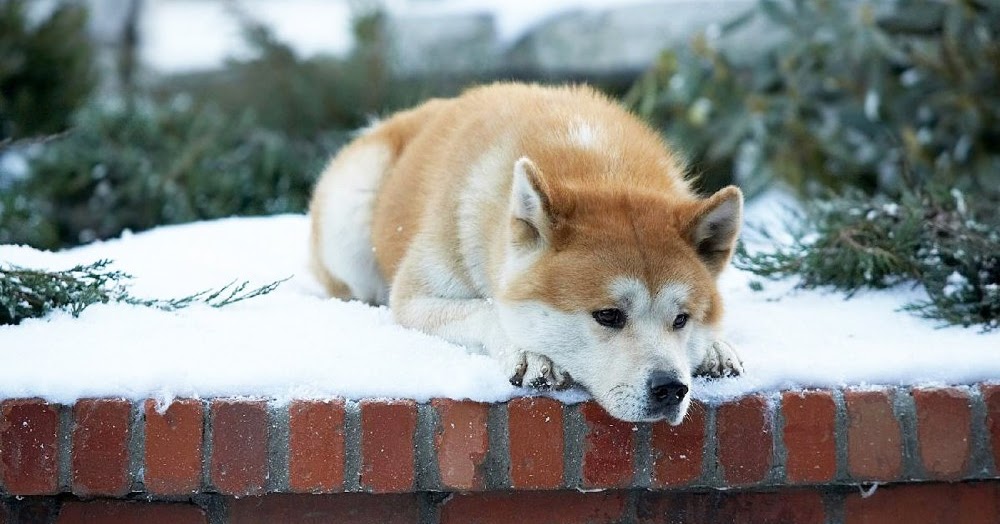 Hachiko: A Dog’s Tale (2009) US Version - Tontonan Poji