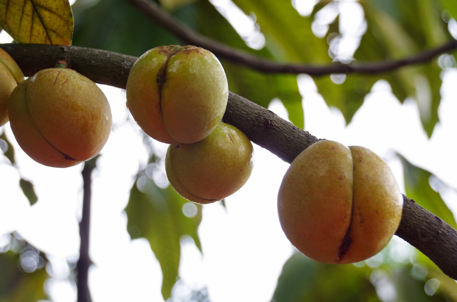 Trees and Plants: Cabbage Leafed Nutmeg