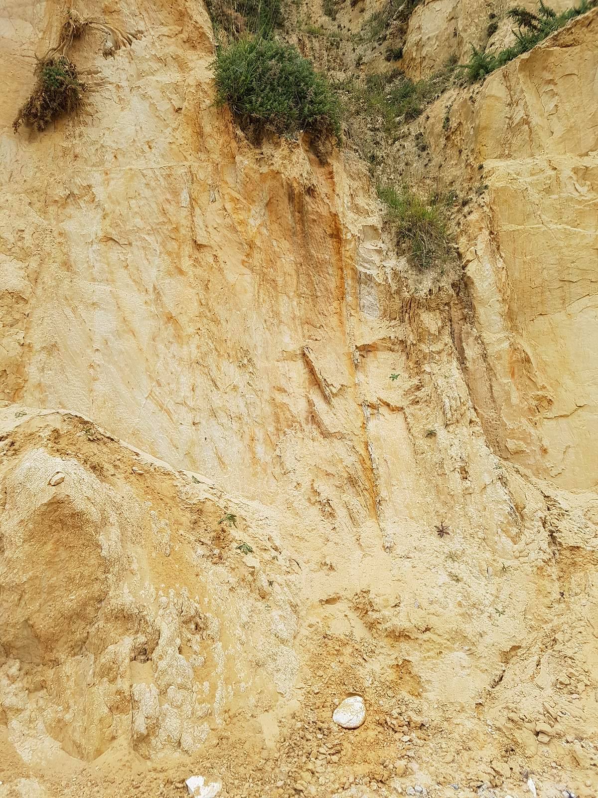 The Palaeo Post: The Thames Group of Whitecliff Bay