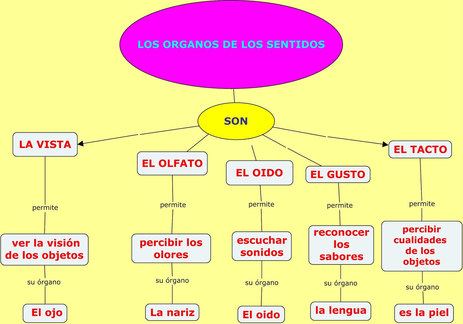 EXPLORANDO MIS CINCO SENTIDOS