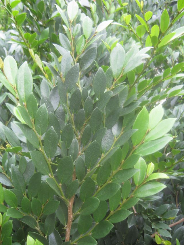 Future Plants by Randy Stewart: Isu Tree