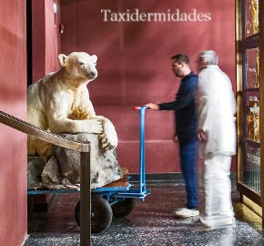 "Knut", el popular oso polar del Zoo de Berlín. | Taxidermidades