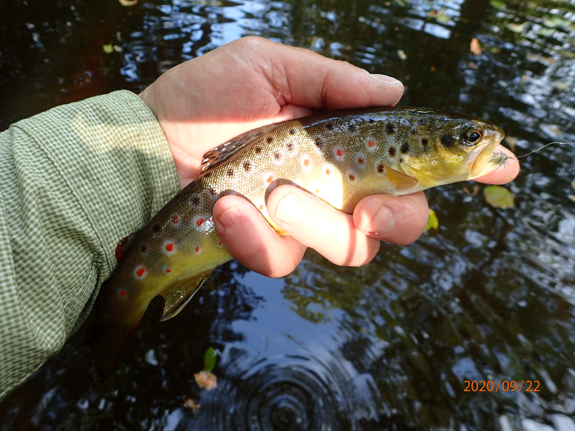 Small Stream Grayling