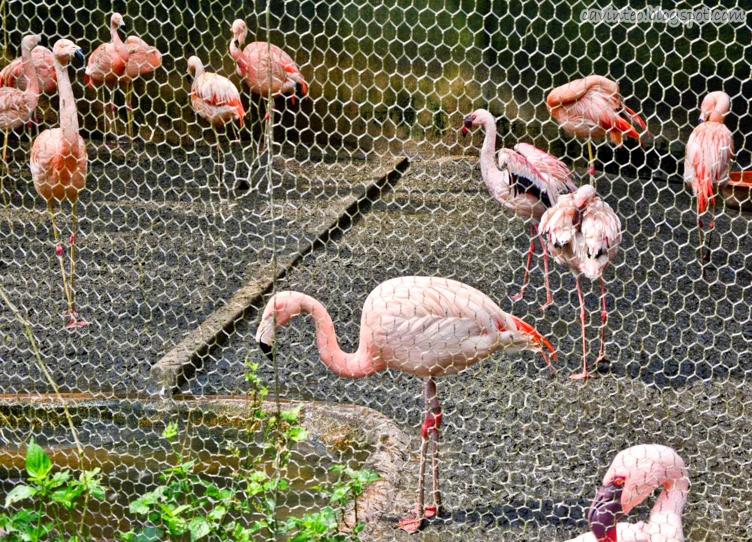 Entree Kibbles: Taipei Zoo (臺北市立動物園) - Cheap, Good & Totally Exceeded ...