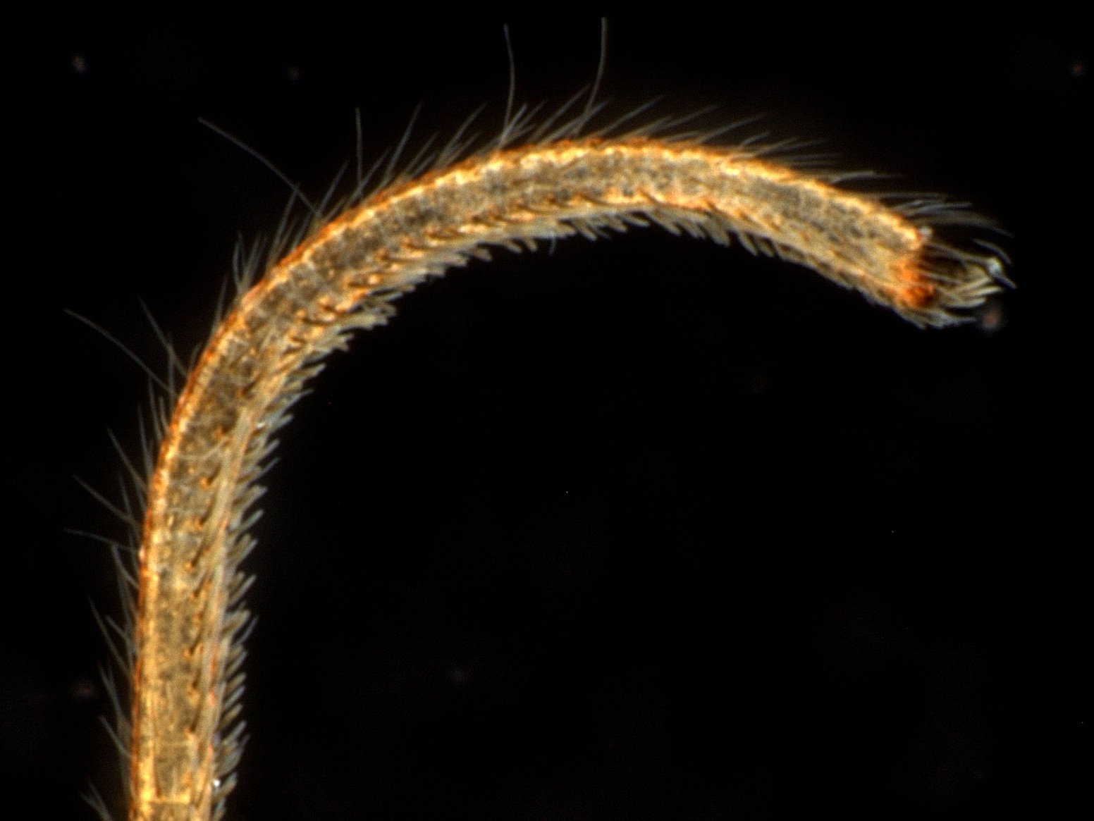 Quaoar Power Zoo: non-native invasive spider (Cithaeron praedonius ...