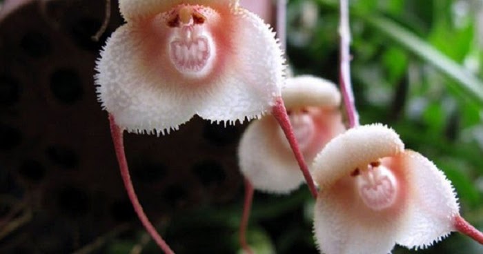 BUNGA ANGGREK MONYET