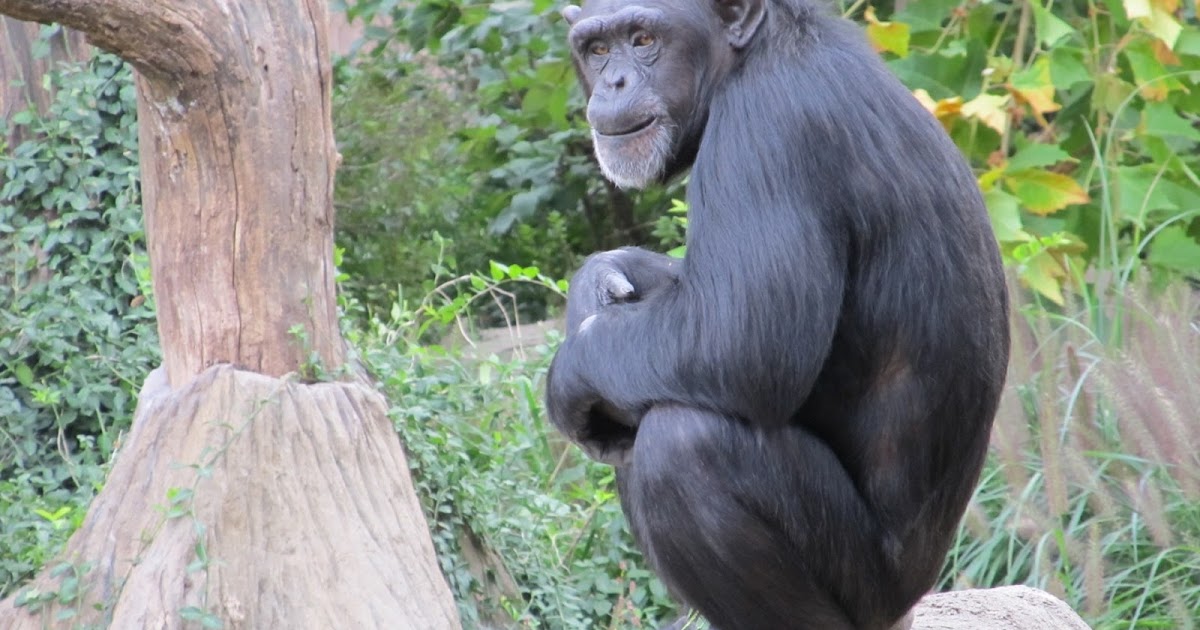 Julie Flanders, Writer: Celebrating Apes, Running, & Two Great New Releases