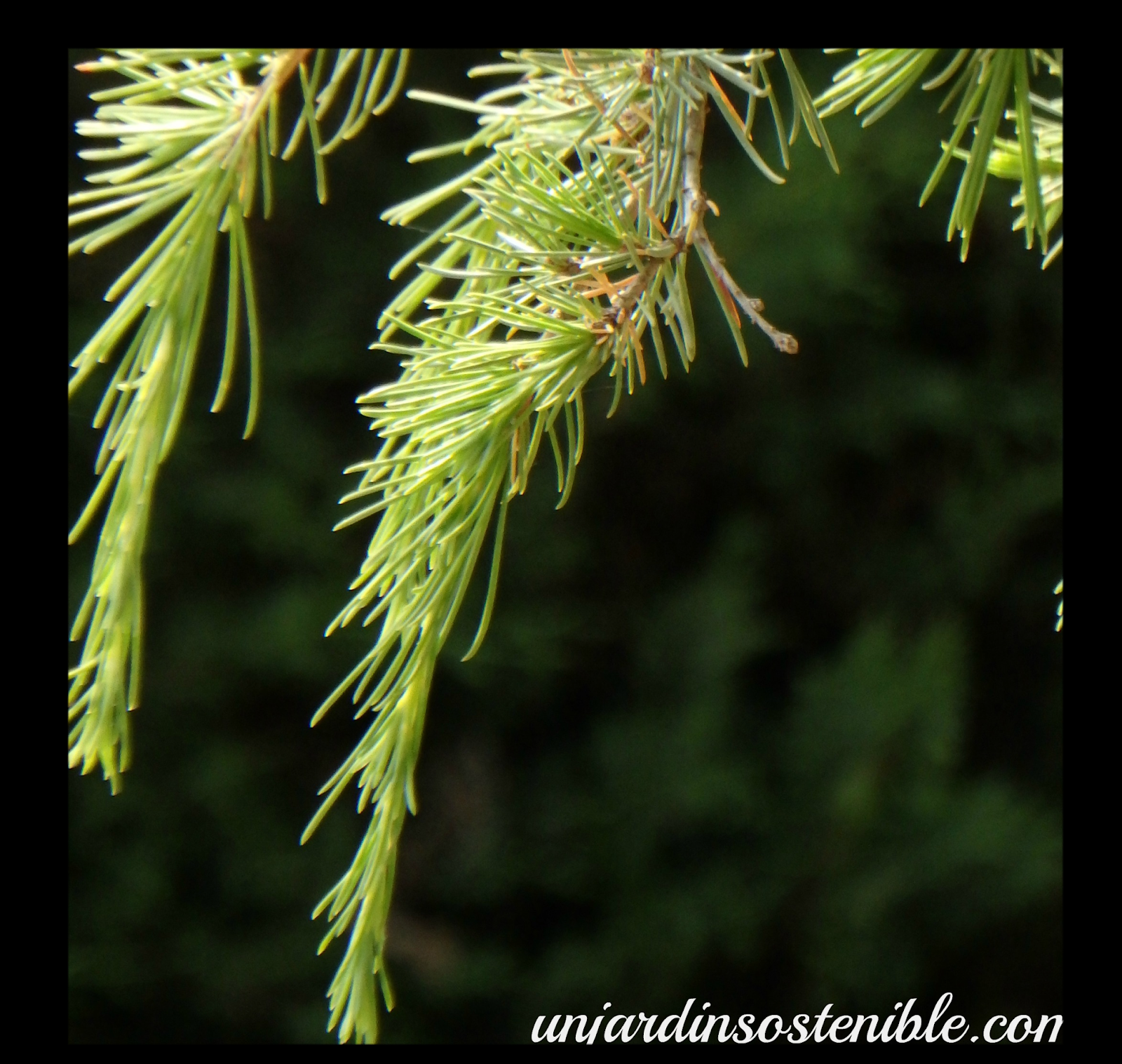 Deodara (Cedro llorón, Cedro del Himalaya, Cedro Deodara)
