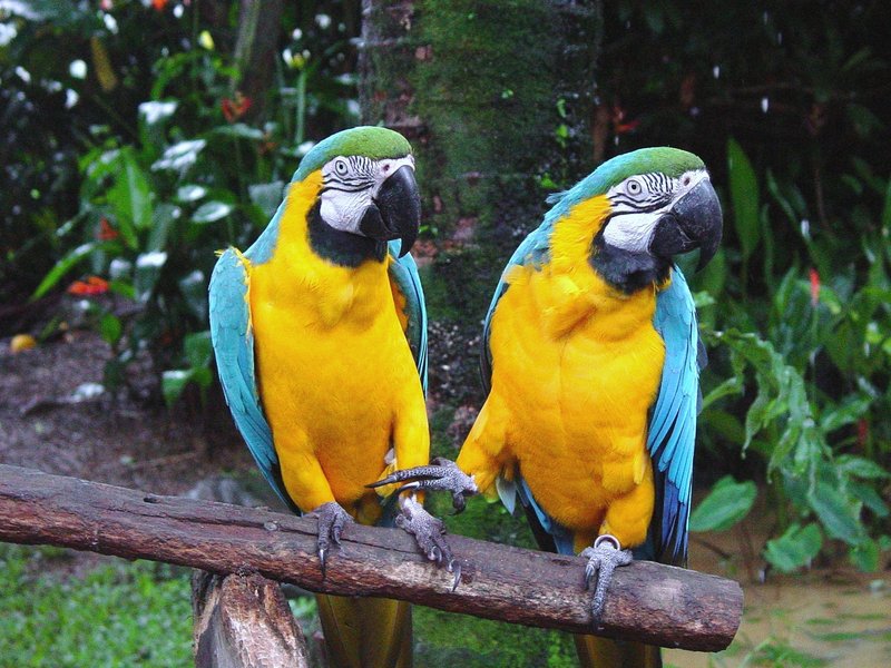 Vamos falar do Cerrado?: Fauna do Cerrado