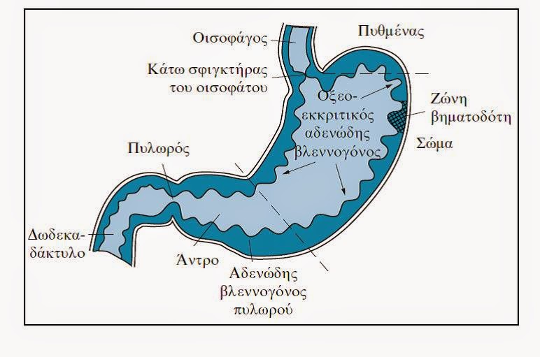 Στόμαχος -Γαστρικές εκκρίσεις | Υγεία Διατροφή
