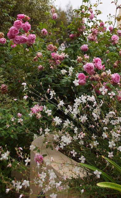 Well Hidden, Rampant, Lily