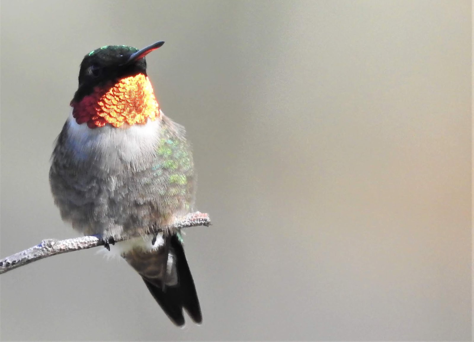 Ruby-throated Hummingbirds