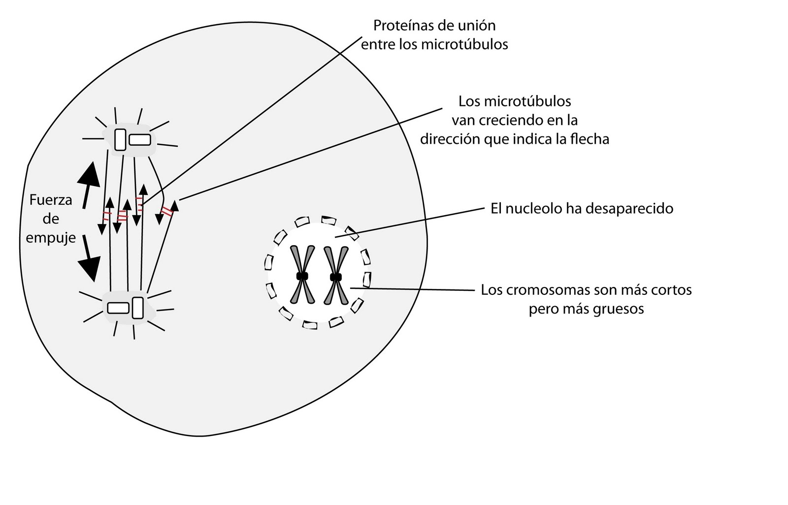 el moderno prometeo: Breve introducción a la división celular: mitosis ...