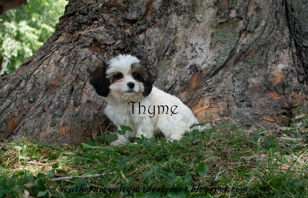 Southern Royalty Pet Designers: We have three Cavaton puppies available ...