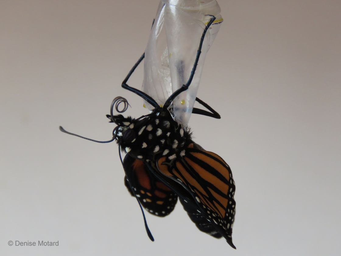 PHOTOS OF MONARCH BUTTERFLIES EMERGING