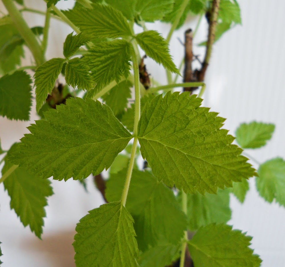 Plantas para hombres: rubus idaeus, frambueso